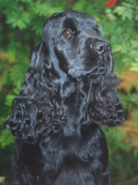 Walking Shadow's Cocker Spaniels